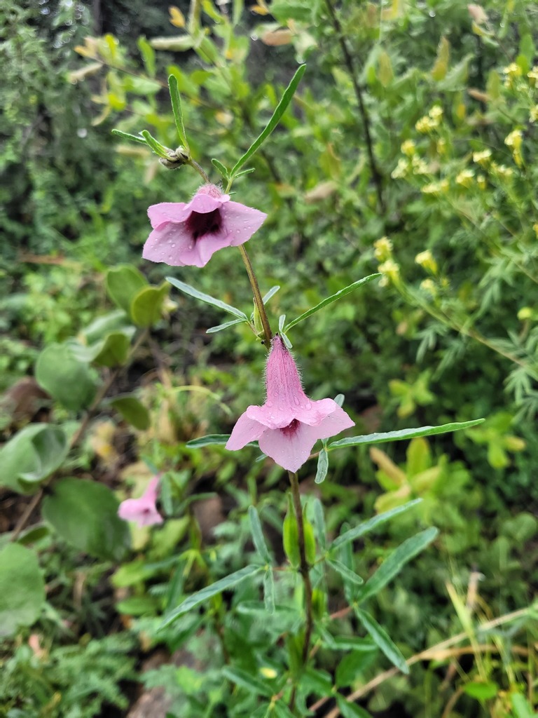 Wild Sesame from Bojanala, South Africa on April 04, 2022 at 10:50 AM ...