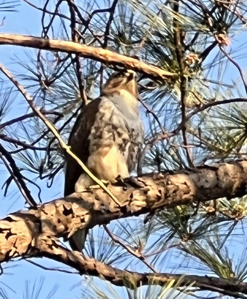 Red-tailed Hawk from The University of Alabama, Tuscaloosa, AL, US on ...