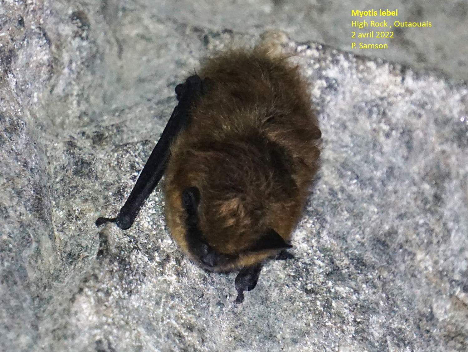 Myotis leibii (Audubon & Bachman, 1842)