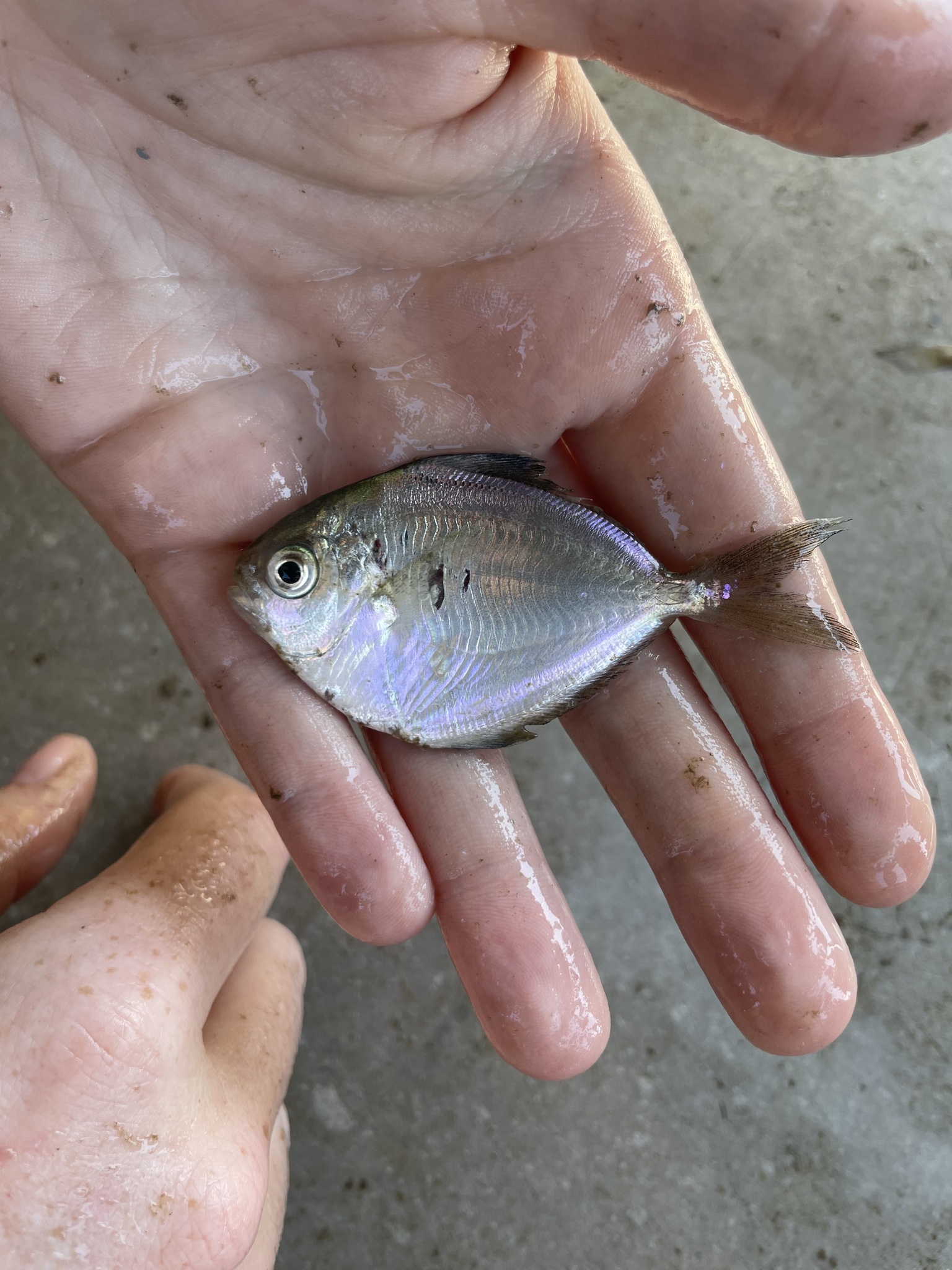 Peprilus burti Fowler, 1944