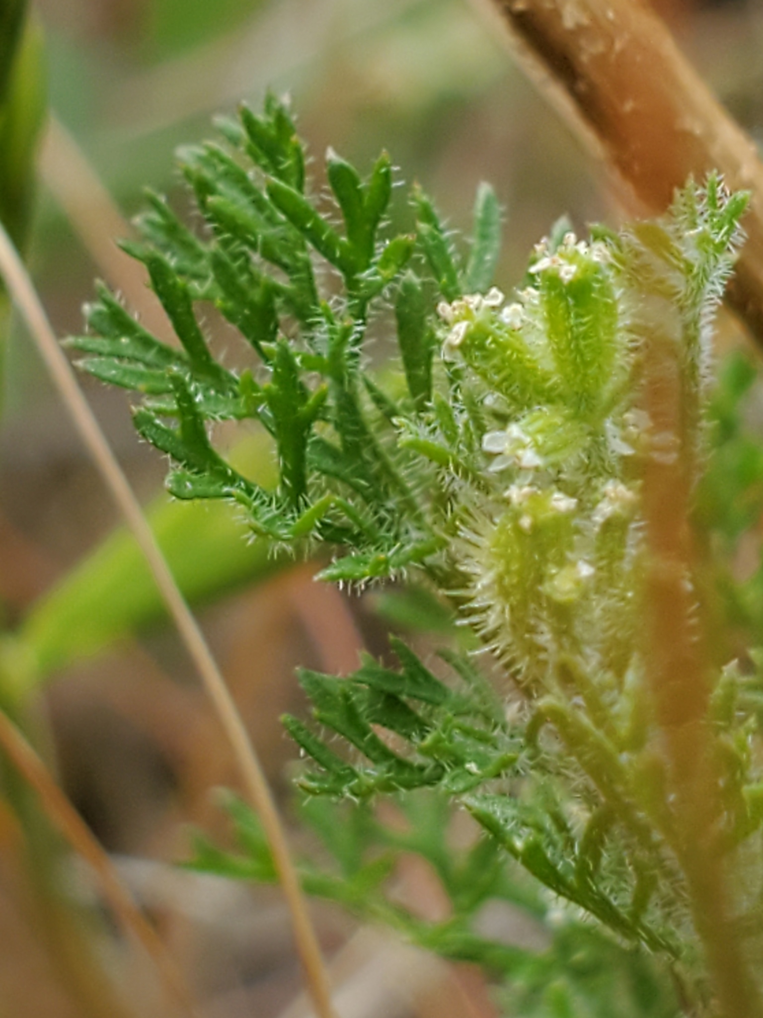 Yabea microcarpa (Hook. & Arn.) Koso-Pol.