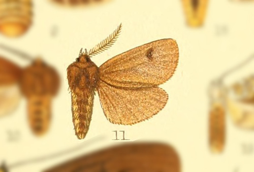 Paracles costata · NaturaLista Colombia