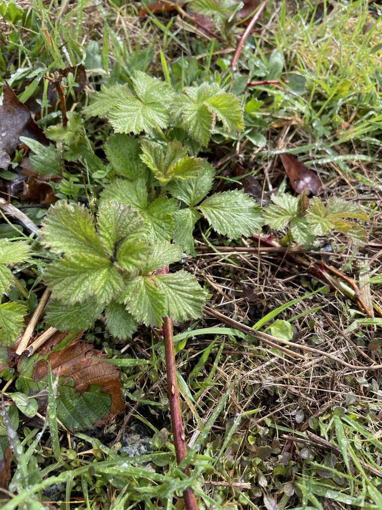 trailing blackberry from Interurban Rd, Saanich, BC, CA on April 4 ...