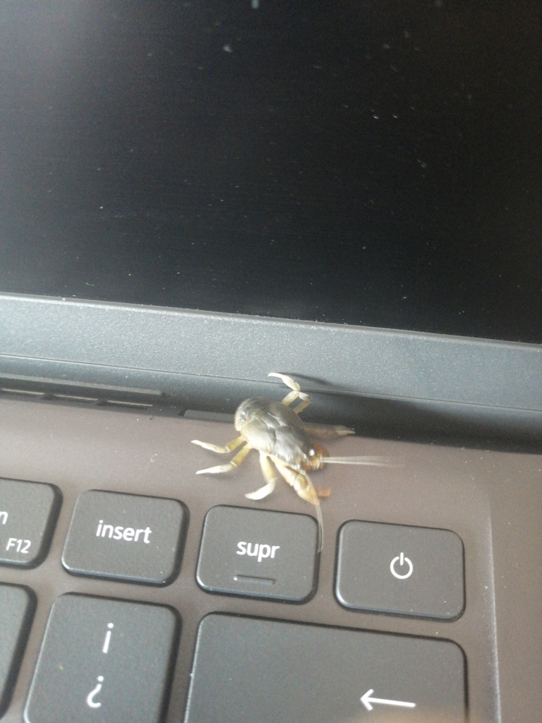 Aegla septentrionalis from Cotagaita, Bolivia on April 2, 2022 at 12:47 ...