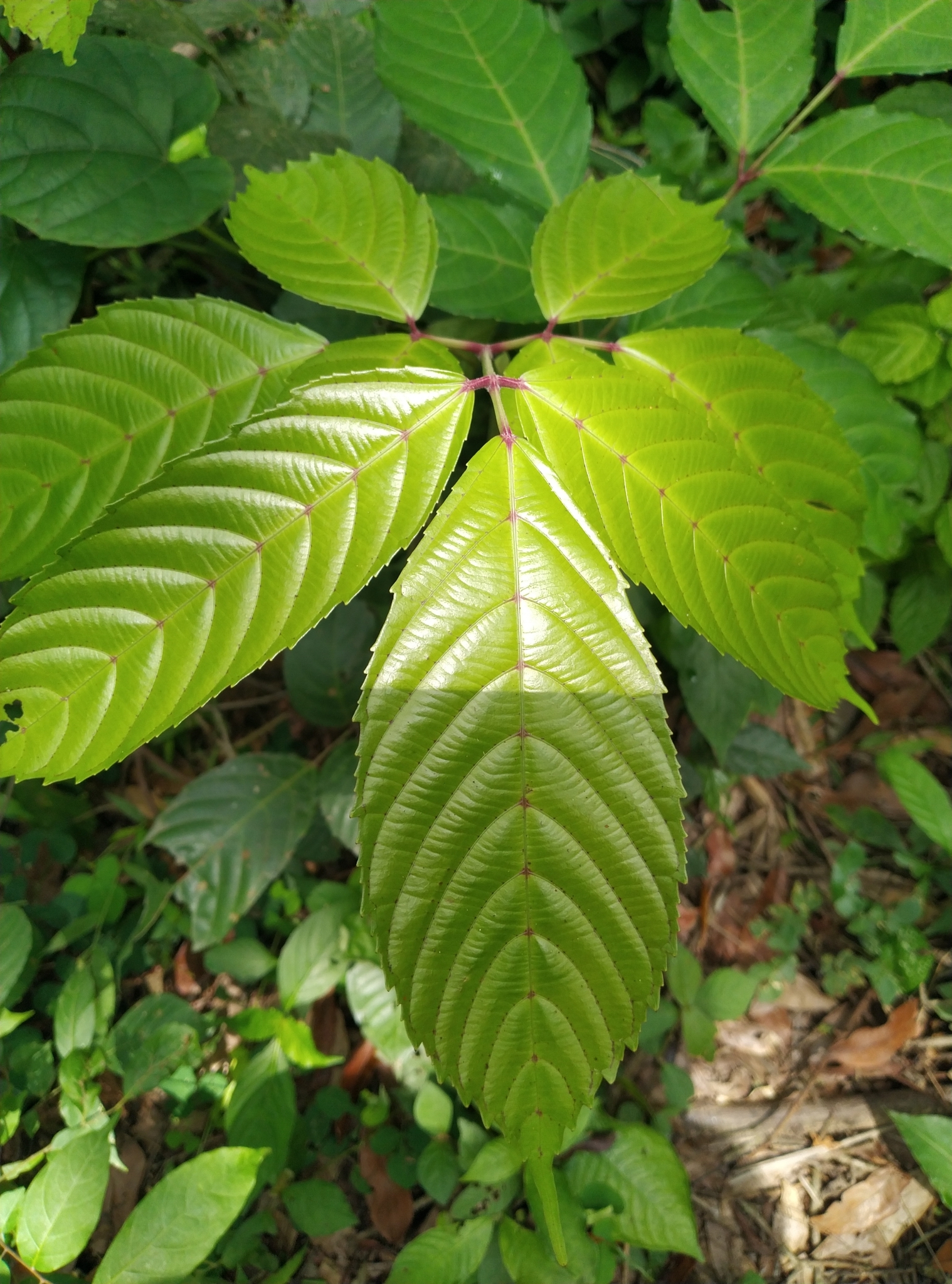 Leea guineensis G.Don