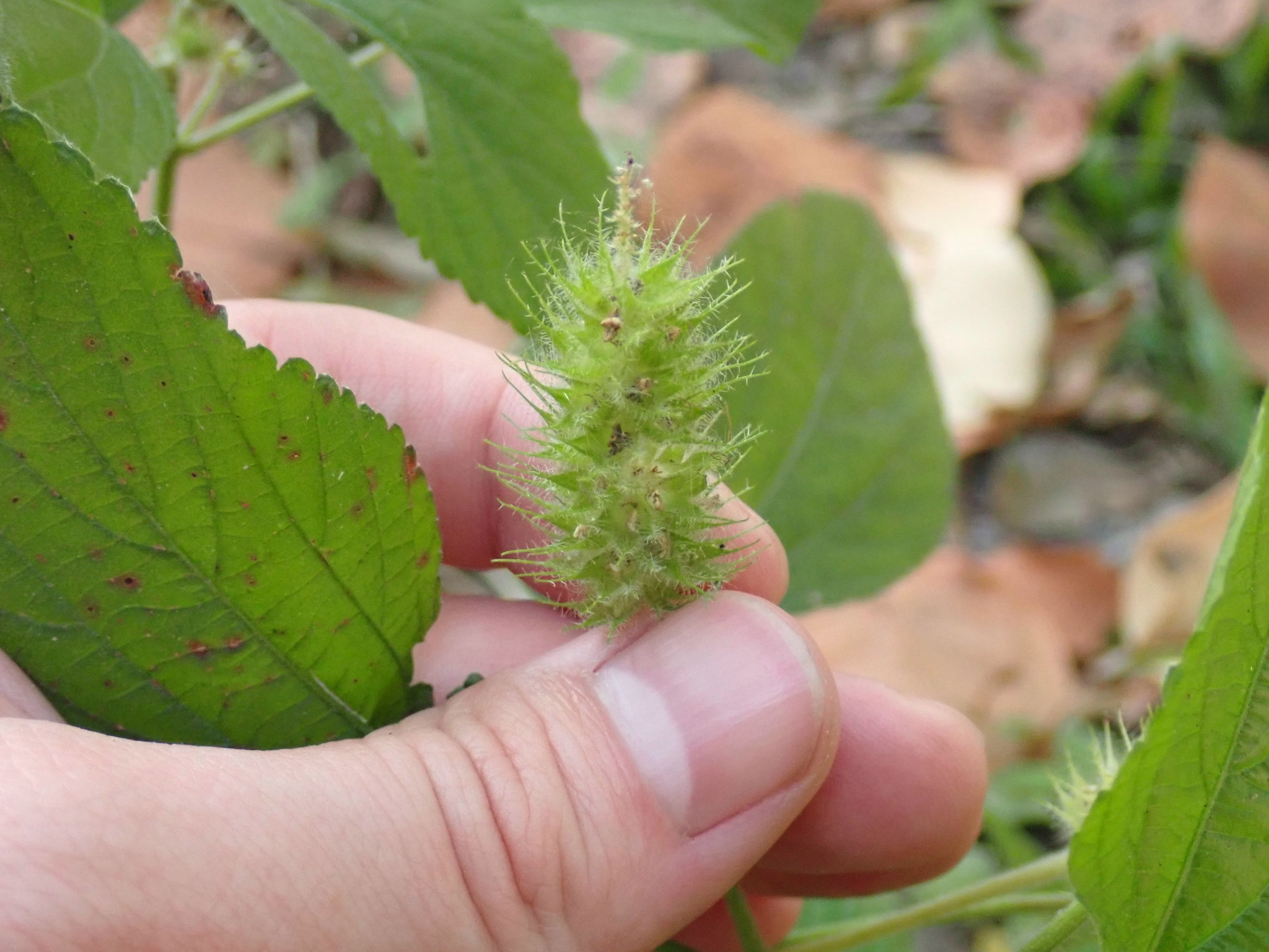 Acalypha arvensis Poepp.