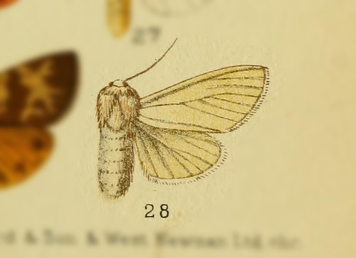 Paracles flavescens · iNaturalist