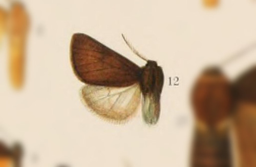 Paracles peruviana · iNaturalist