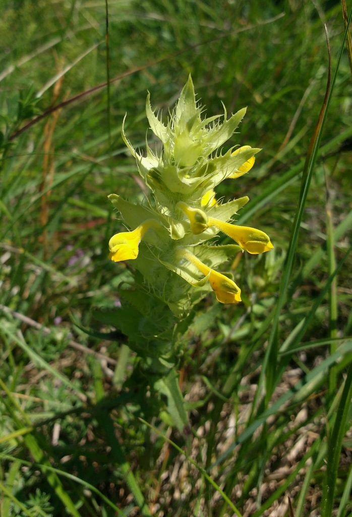 Melampyrum barbatum (Flora of Vodice 2/ Flora Vodica 2) · iNaturalist