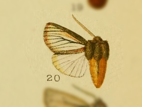 Paracles reversa · iNaturalist