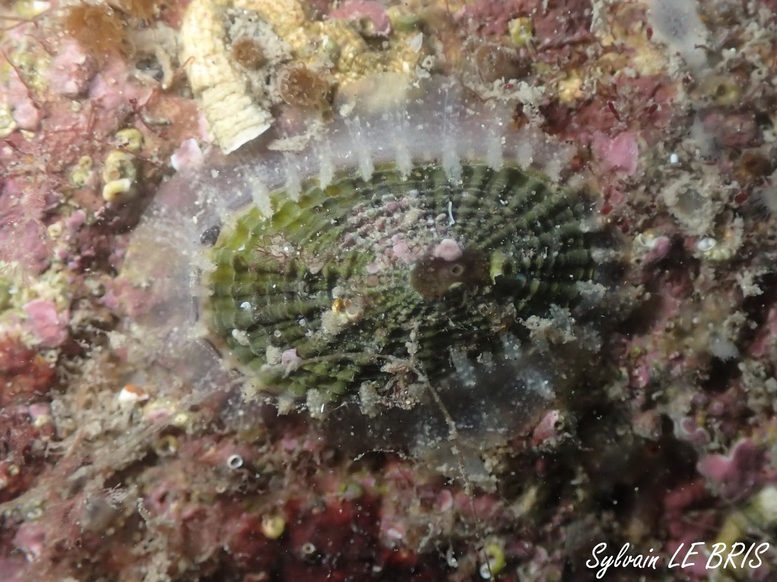 Diodora graeca (Linnaeus, 1758)