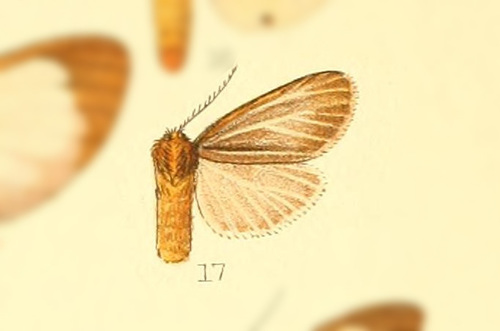 Paracles venata · iNaturalist