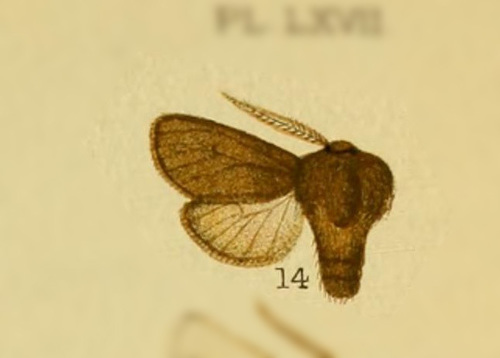 Paracles bogotensis · iNaturalist