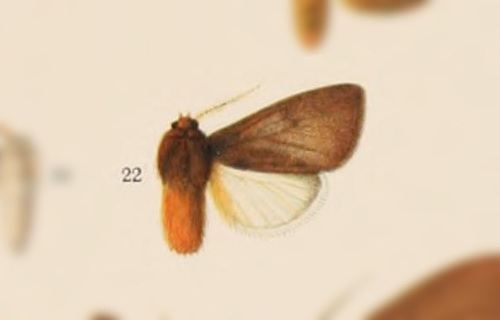Paracles magna · iNaturalist