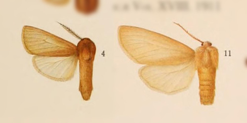 Paracles fosterana · iNaturalist United Kingdom