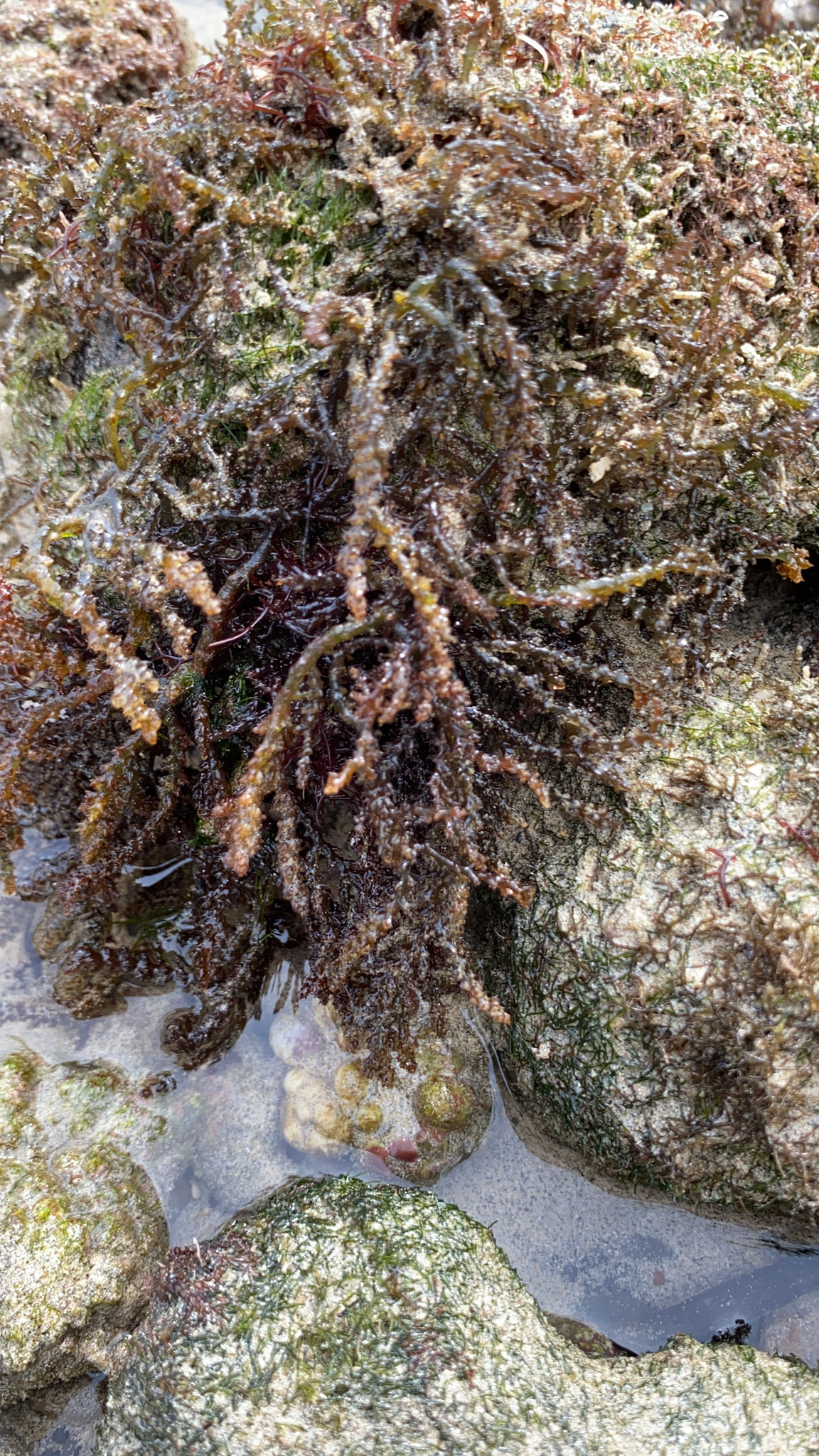 Acanthophora spicifera (M.Vahl) Børgesen