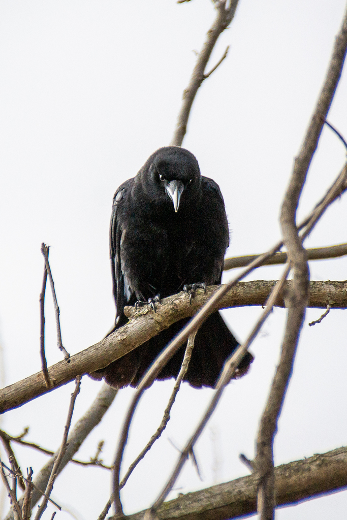 American Crow from 1620 Lindberg Rd, West Lafayette, IN 47906, USA on ...