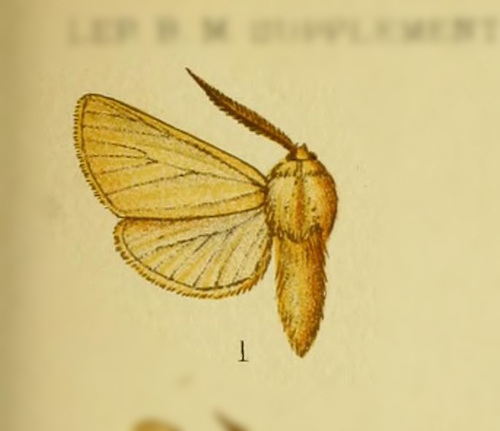 Paracles lehmanni · iNaturalist