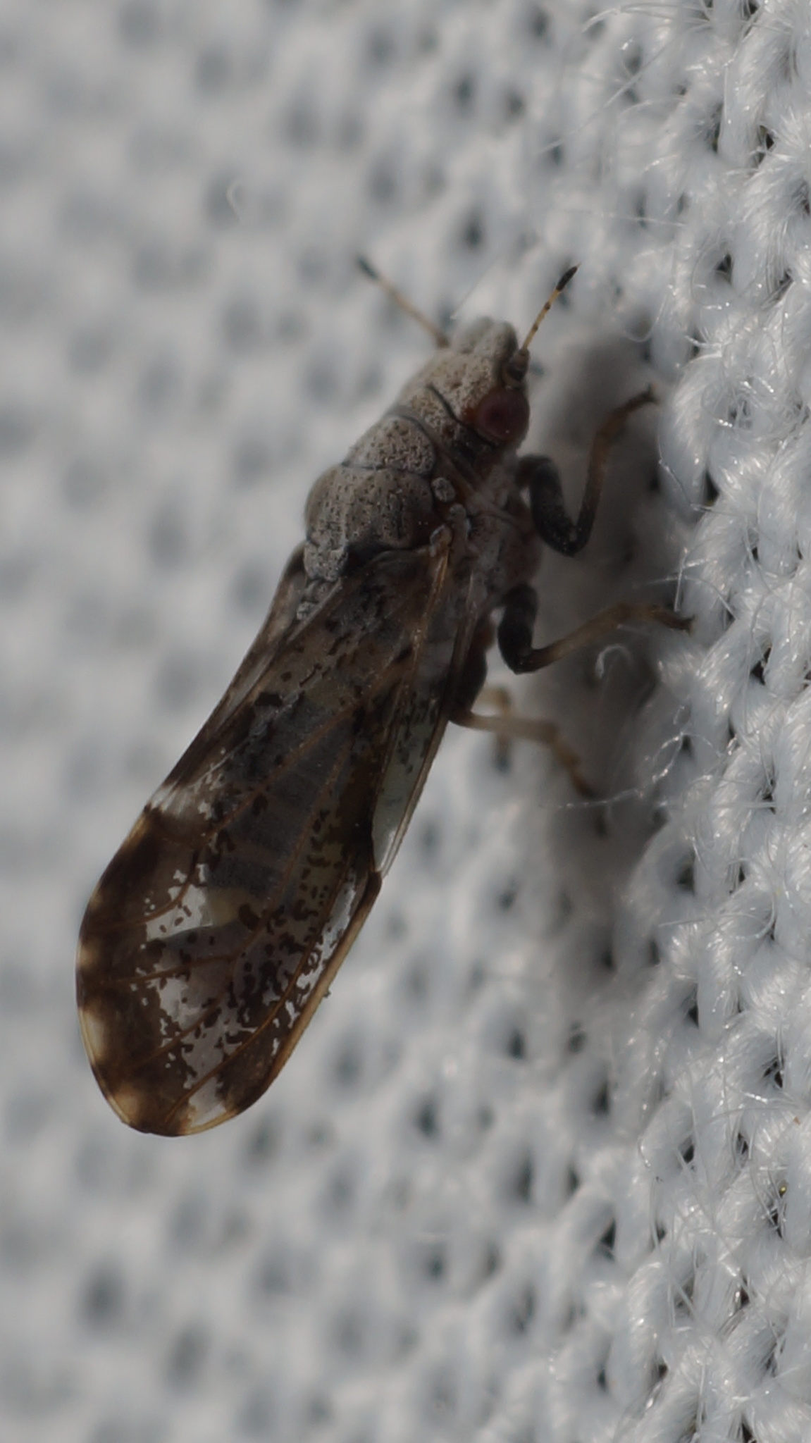 Diaphorina citri Kuwayama, 1908