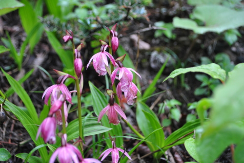 Phaius delavayi · iNaturalist
