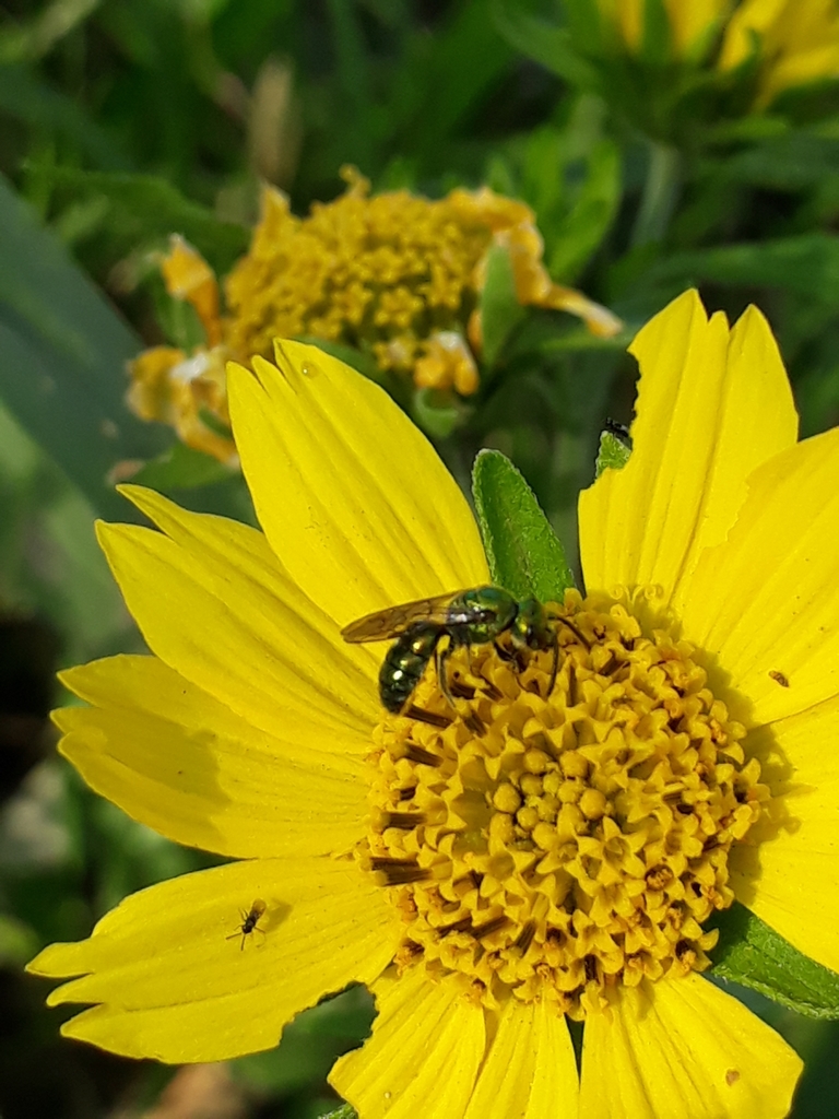 Sweat and Furrow bees from América, Provincia de Buenos Aires ...