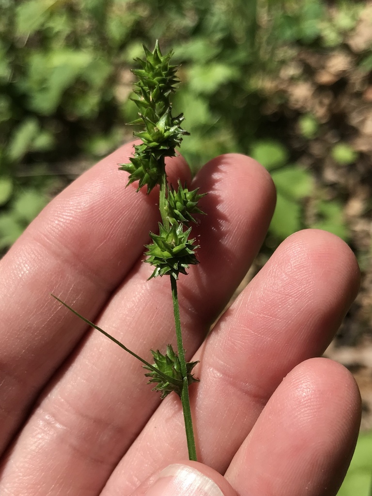 bur reed sedge from 2401–2425 County Road 550, Dewey, IL, US on May 26 ...