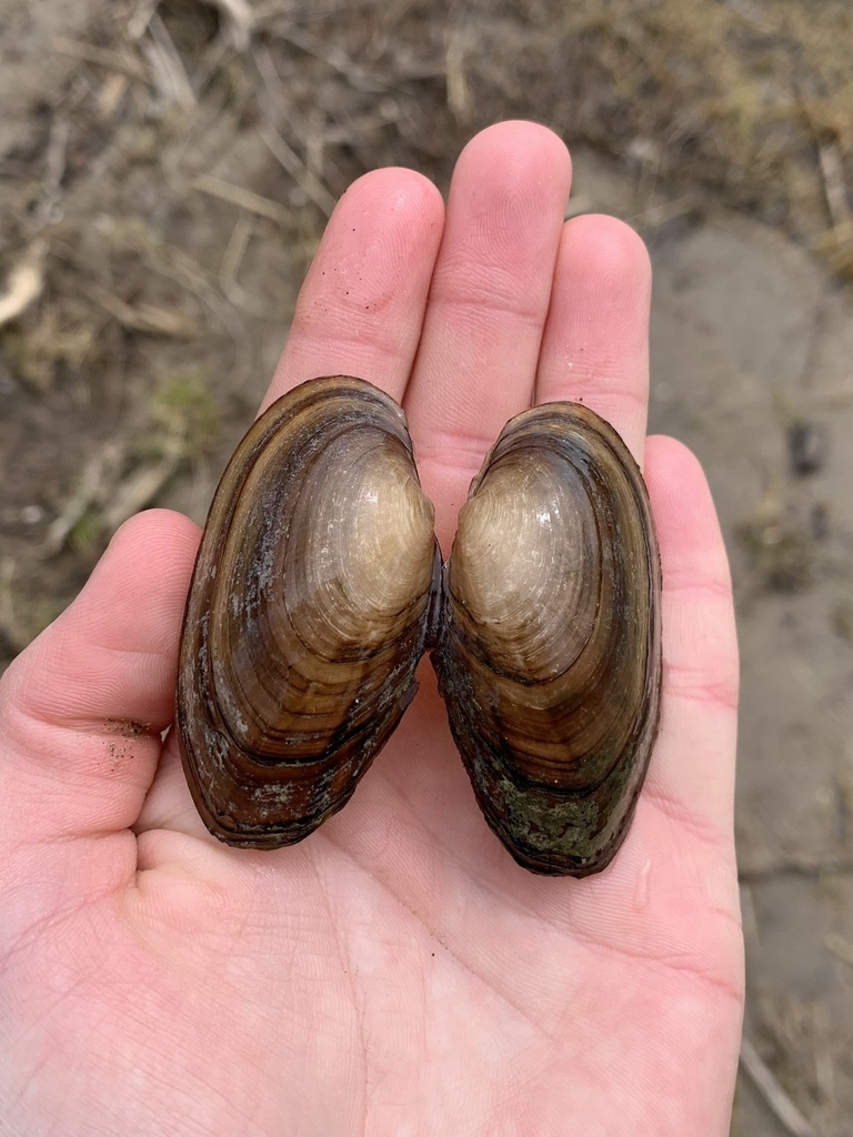 Cylindrical Papershell from Nith River, Wilmot, ON, CA on April 04 ...
