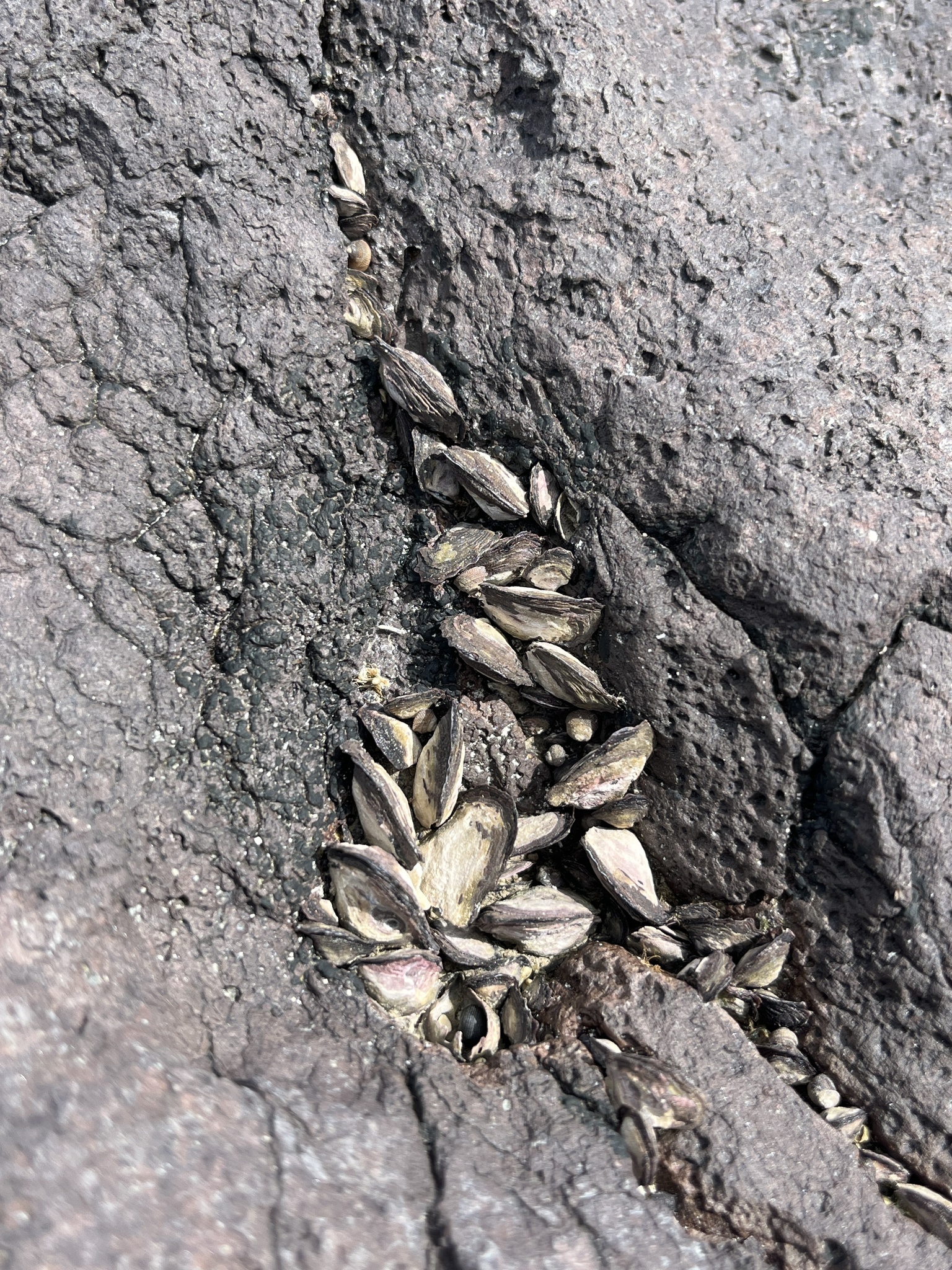 Isognomon californicus (Conrad, 1837)