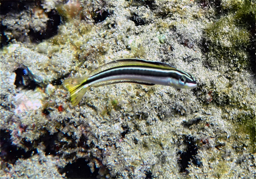 Gosline's Fangblenny (Fishes of Richardson Beach Ocean Park Hilo Hawaii ...
