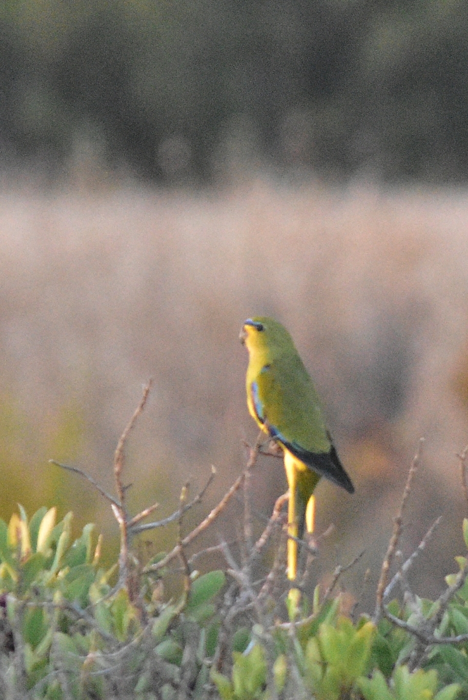 Neophema elegans (Gould, 1837)
