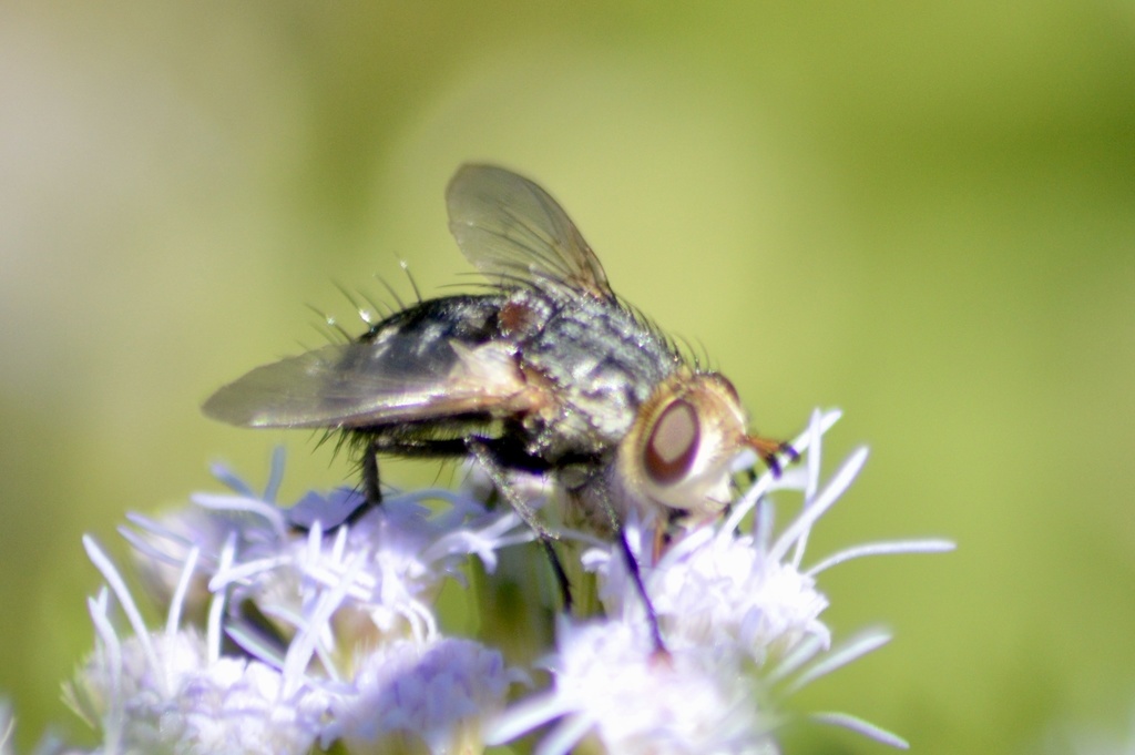 Bristle Flies from Sección 03, Sección 03, Rio Negro, UY on April 4 ...
