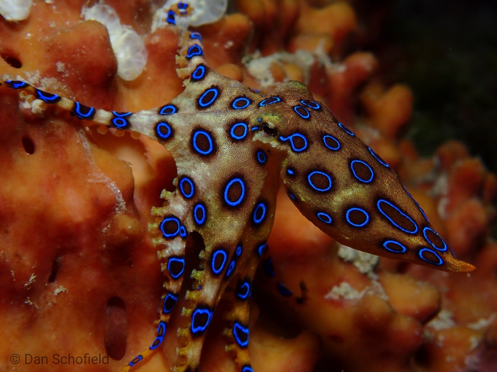Greater Blue-ringed Octopus from Indonesia on January 21, 2020 at 06:34 ...