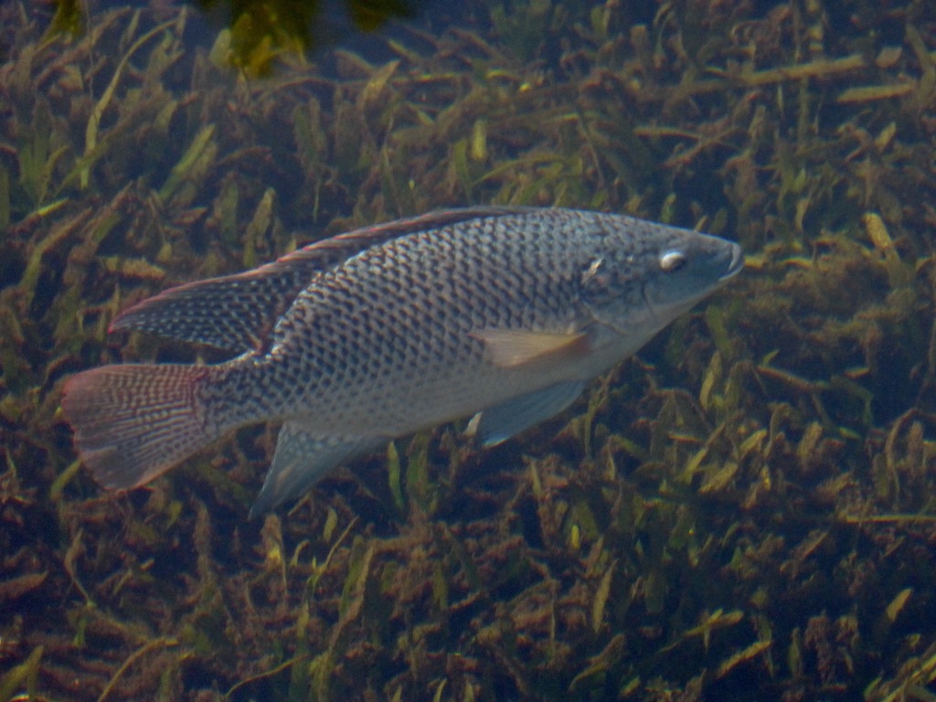 Tilapias (Oreochromis) - Marine Life Identification