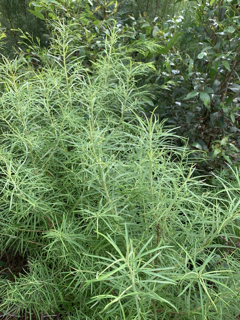 Shiny Cassinia from Mount Imlay National Park, Kiah, NSW, AU on April ...