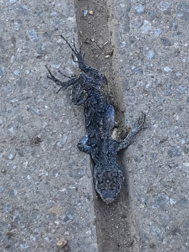Blue-Green Smooth-throated Lizard (Liolaemus tenuis) - Snakes and Lizards