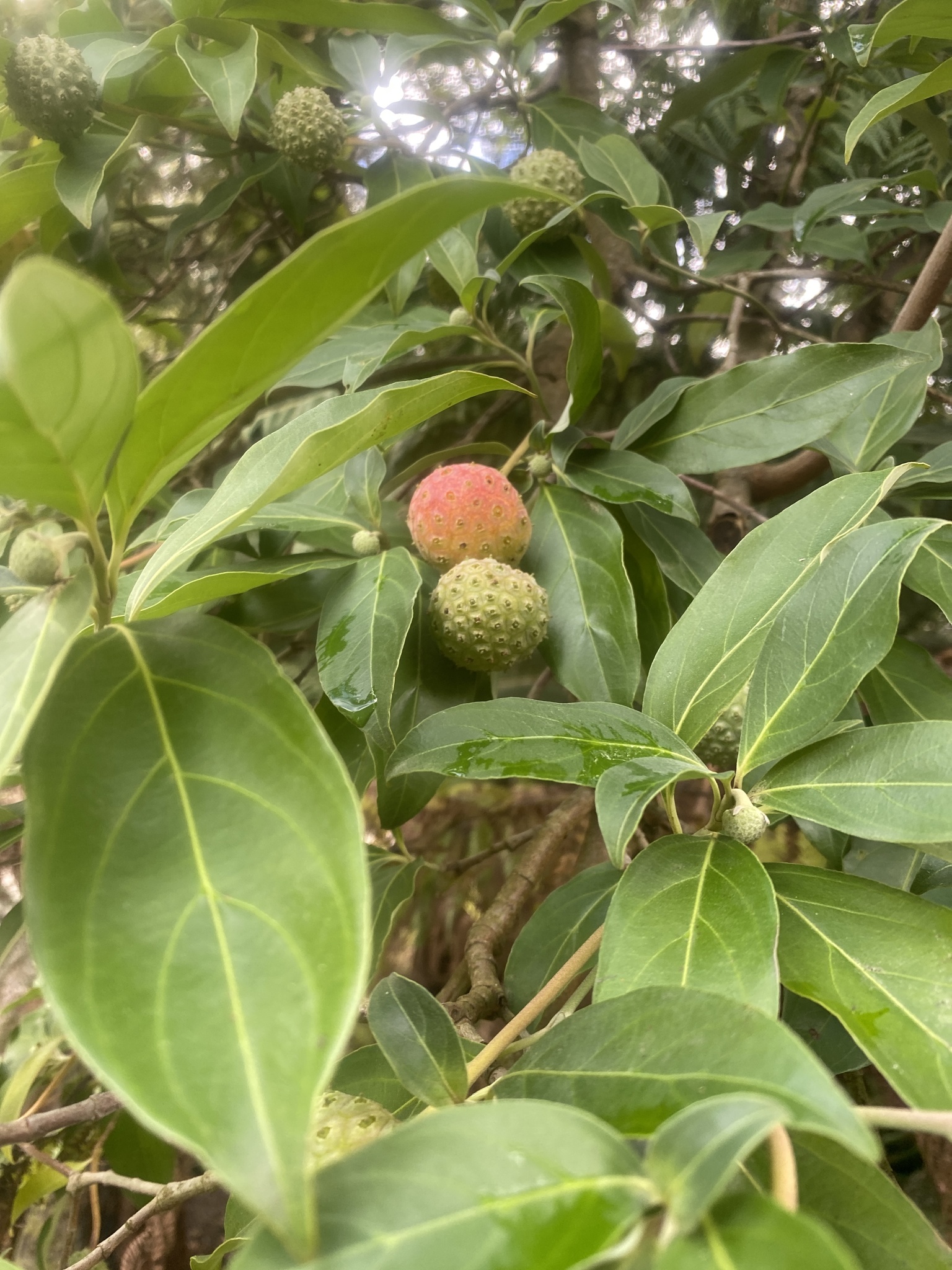 Cornus capitata Wall.