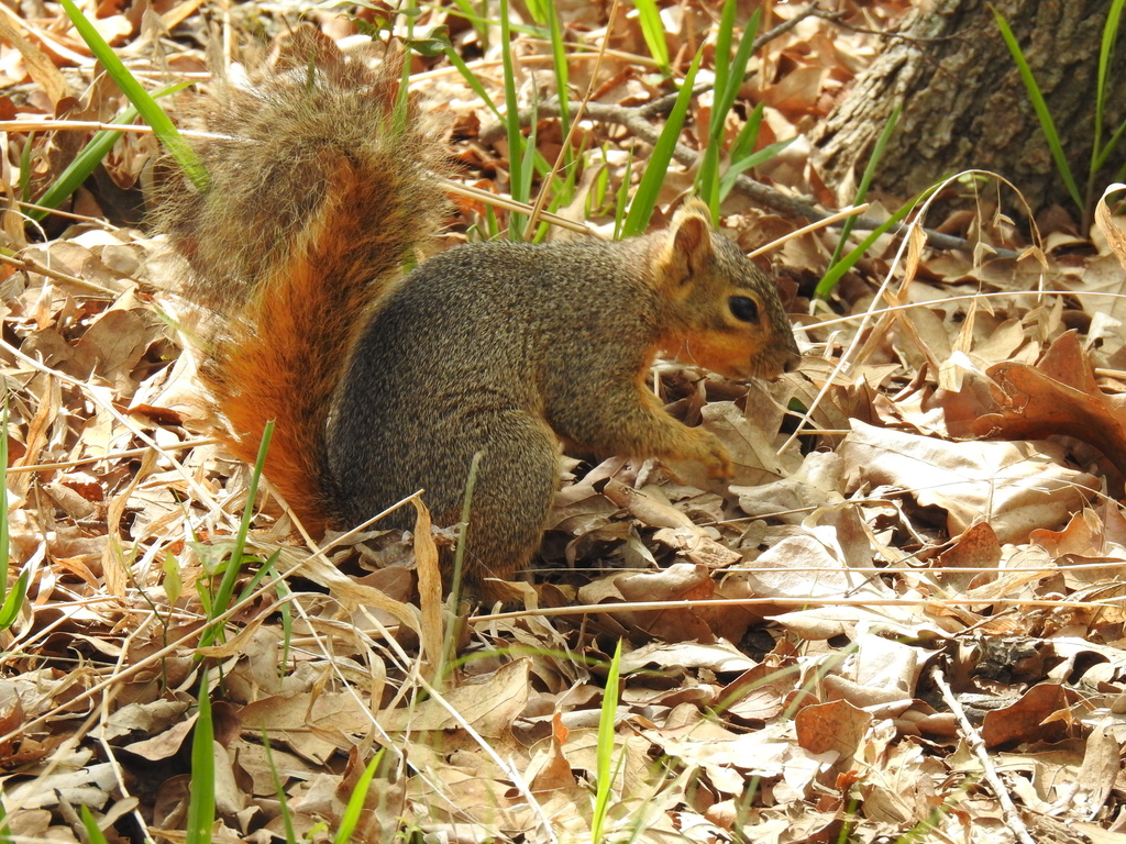Fox Squirrel from Flower Mound, TX, USA on April 04, 2022 at 11:35 AM ...