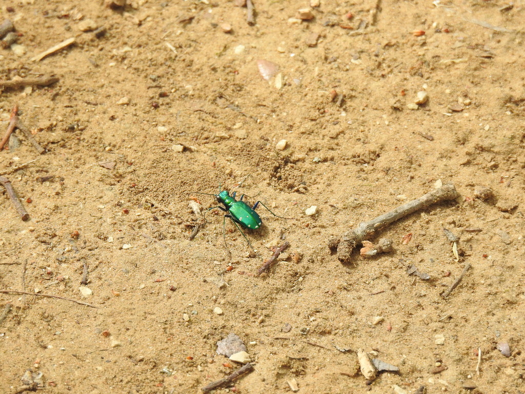 Six-spotted Tiger Beetle from Flower Mound, TX, USA on April 04, 2022 ...