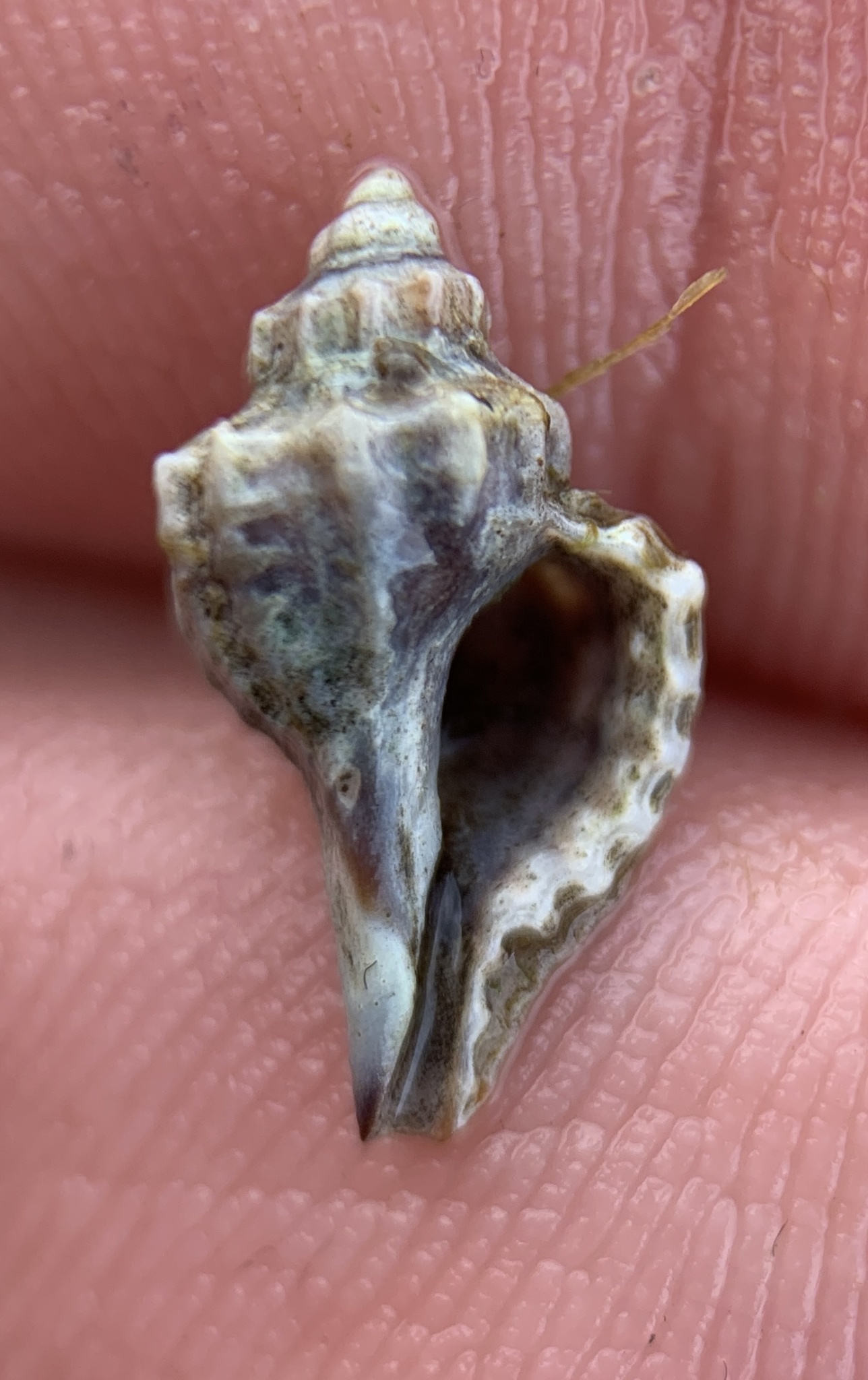 Eupleura caudata (Say, 1822)