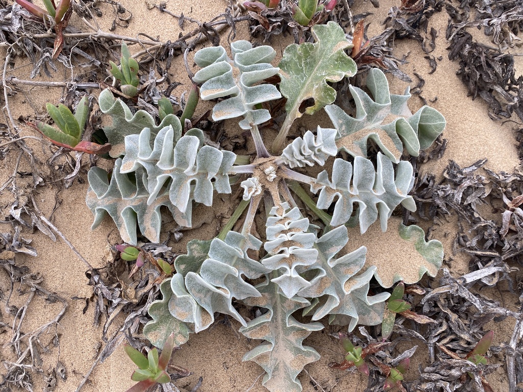 Surf Thistle in April 2022 by Aaron Echols. 3 plants · iNaturalist