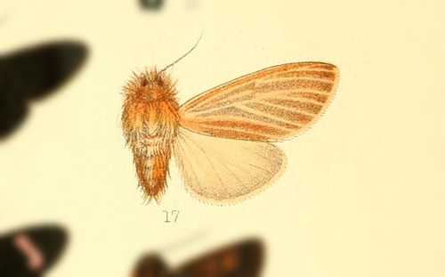 Paracles surgens · iNaturalist