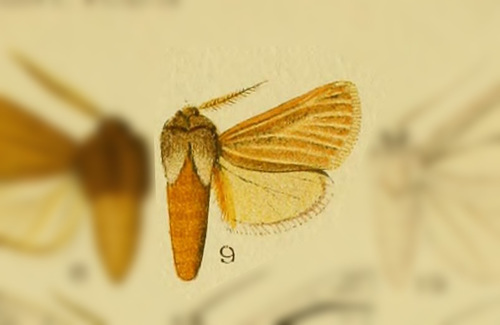 Paracles pallidivena · NaturaLista Colombia
