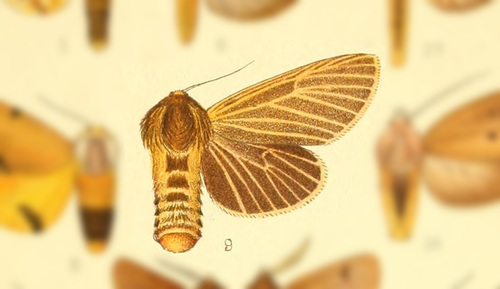 Paracles dukinfieldia · iNaturalist