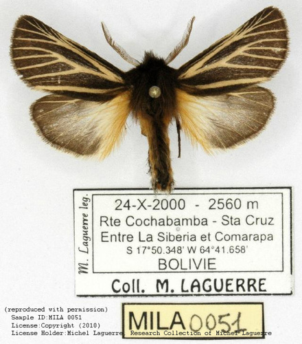 Paracles laguerrei · iNaturalist