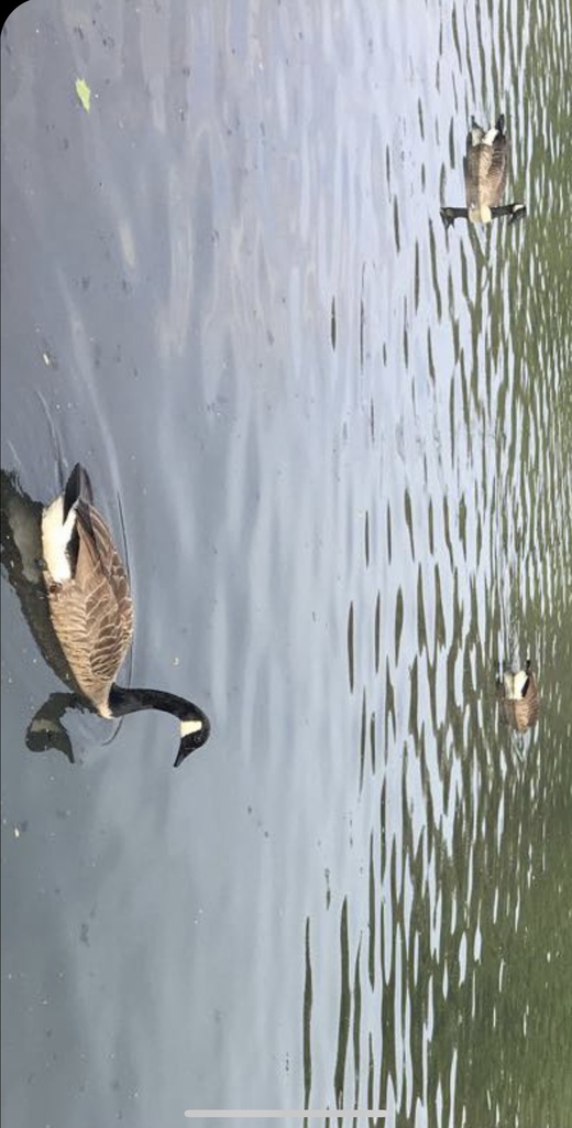 Canada Goose from 355 Midland Ave, Yonkers, NY 10704 on April 04, 2022 ...