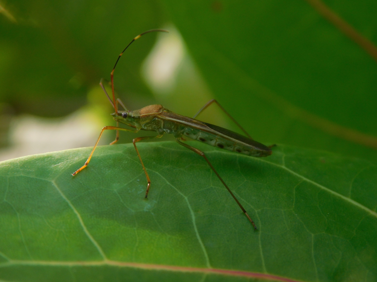 Leptocorisa oratoria (Fabricius, 1794)