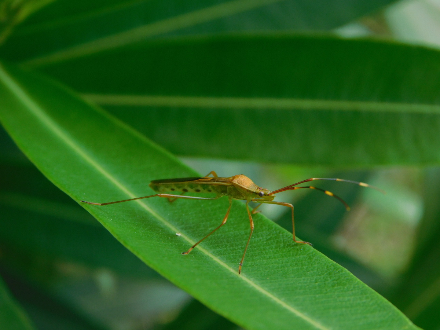 Leptocorisa oratoria (Fabricius, 1794)