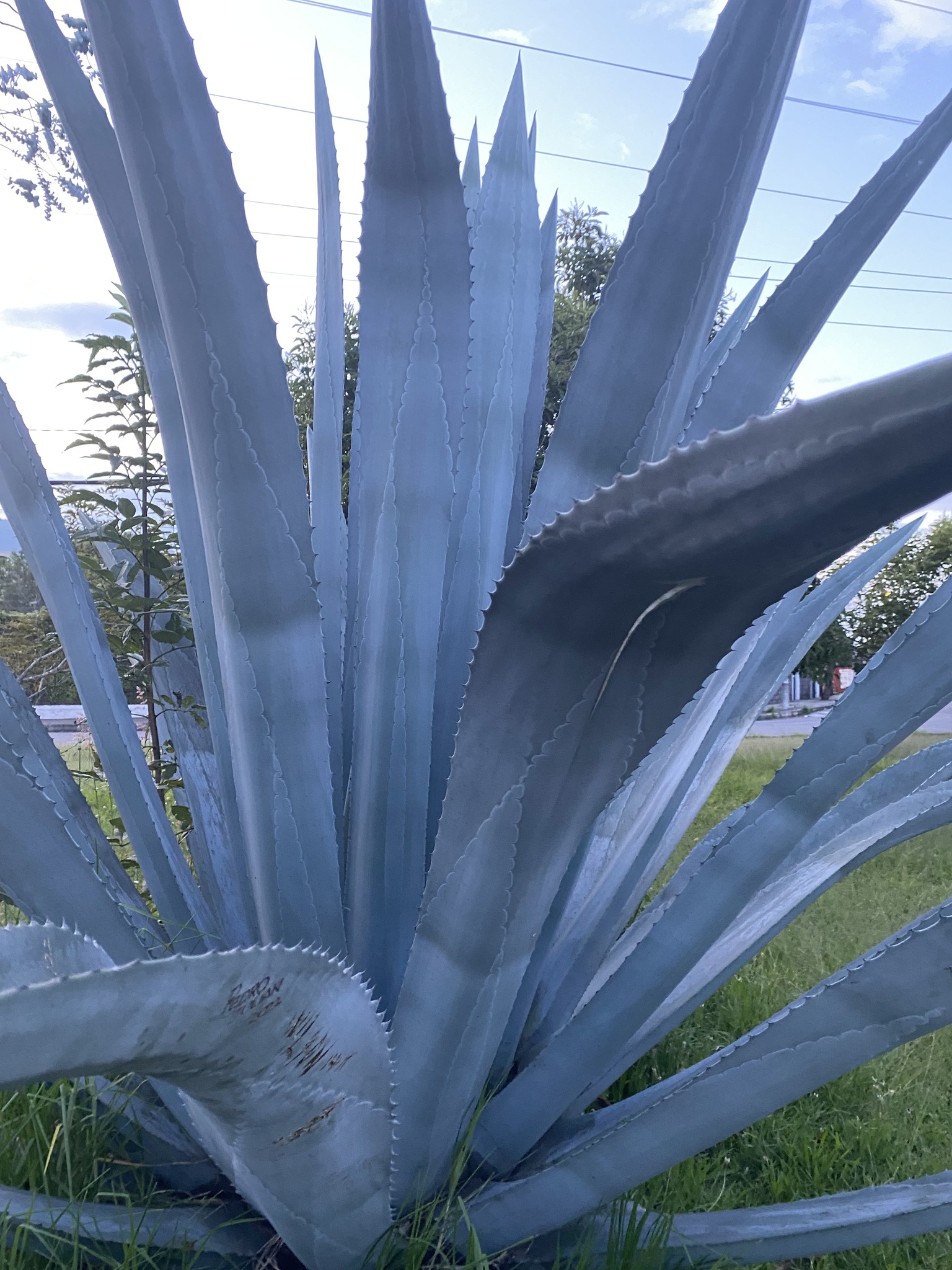 Agave americana subsp. americana