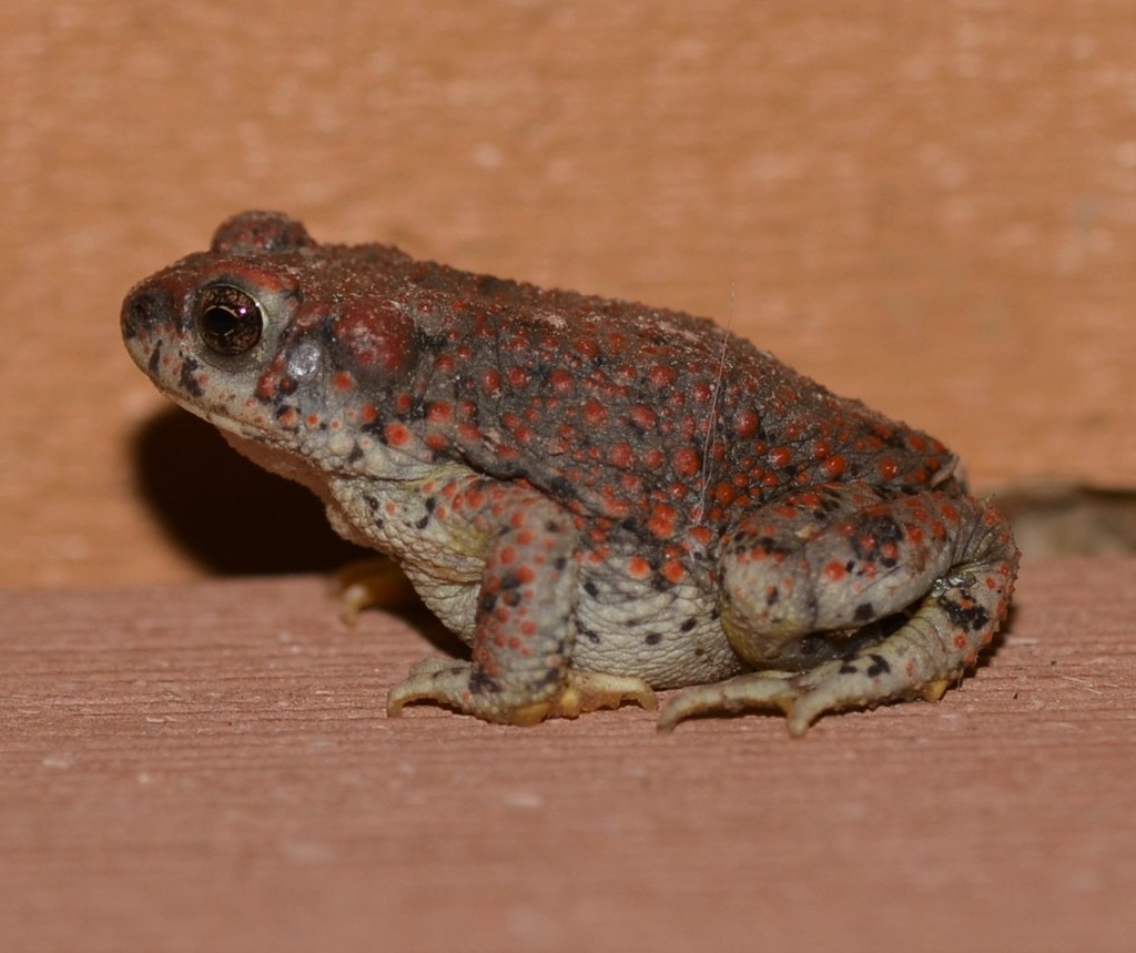 Red-spotted Toad from Gila County, AZ, USA on April 02, 2022 at 07:54 ...