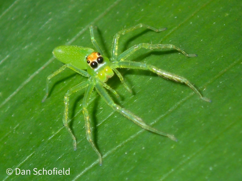 Translucent Green Jumping Spiders from Saba, Caribbean Netherlands on ...